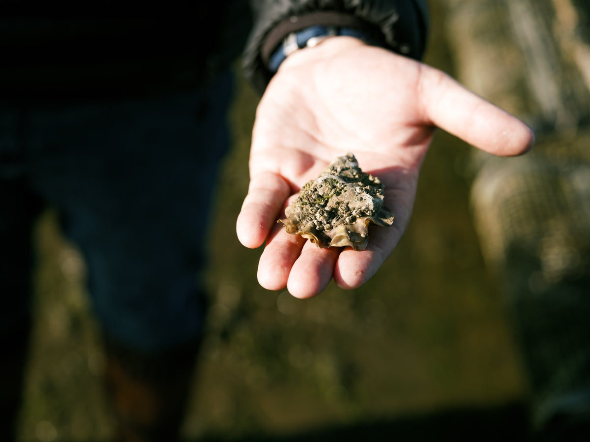 Willapa Wild™ Extra Small Oysters – Willapa Wild dba Oysterville Sea Farms